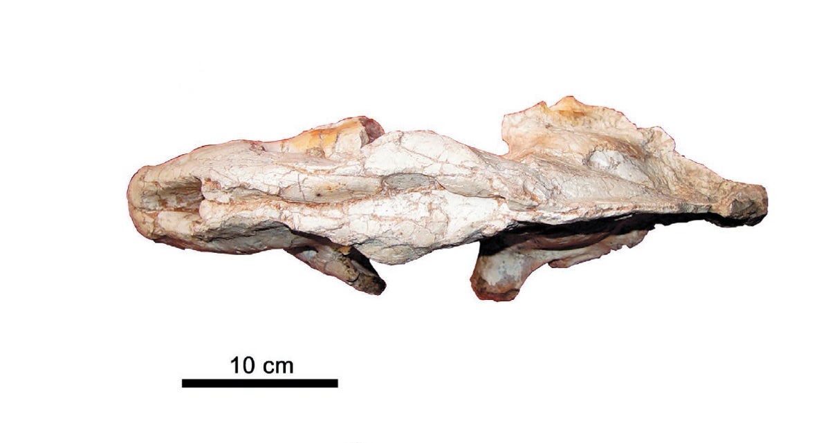 The Biggest Saber Cat | Scientific American