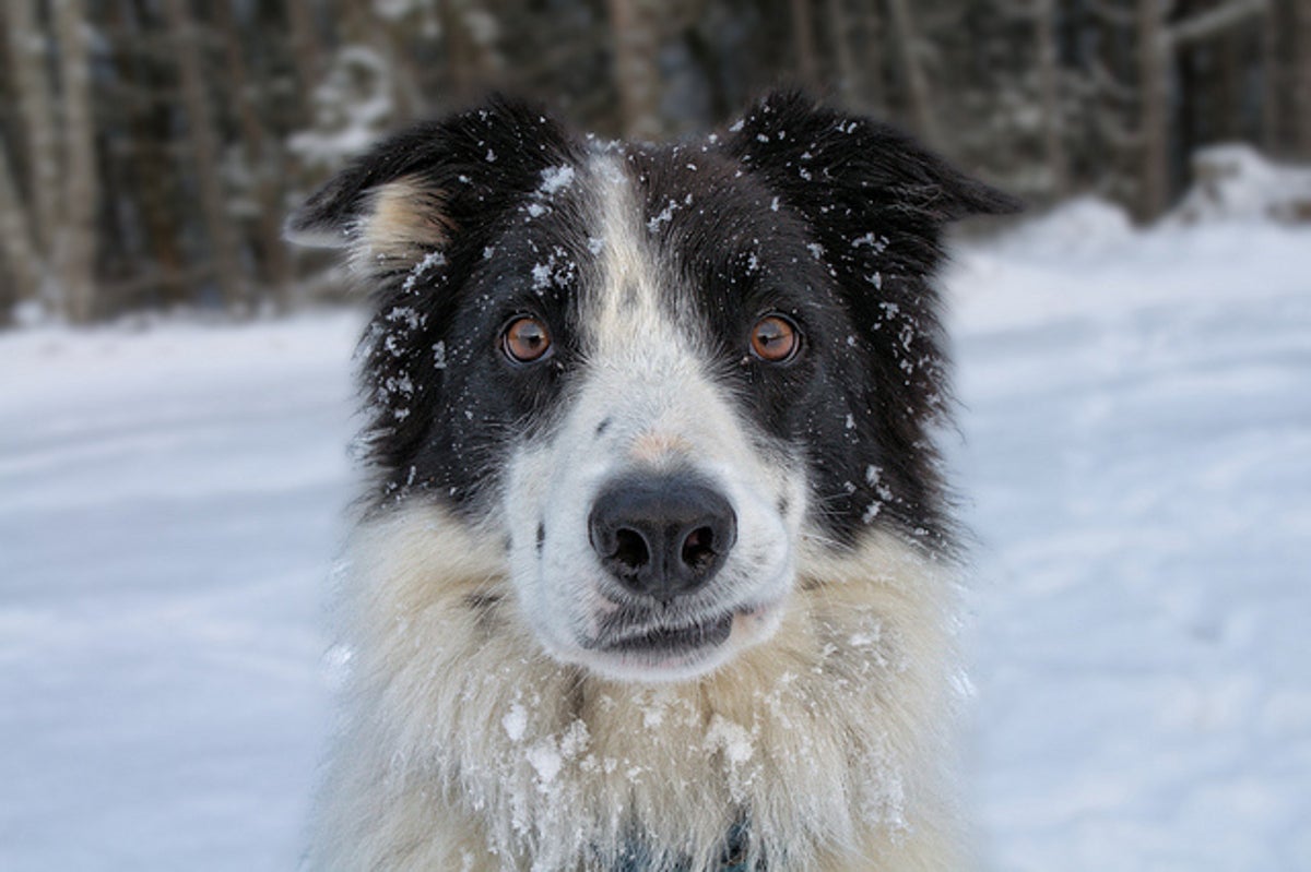 Why Some Dogs Hate Snow | Scientific American