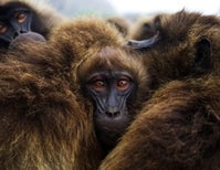 Stories by Bing Lin News and Research - Scientific American