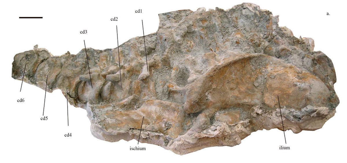 Paleo Profile: The Lo Hueco Titan | Scientific American