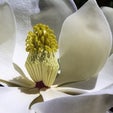 Debate Blooms over Anatomy of the World's First Flower - Scientific ...