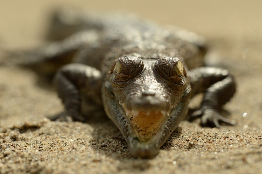 Rarest Crocs in the Americas Get a Radio Boost | Scientific American