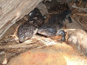 Male Praying Mantids Have a Strategy For Not Being Eaten by Their Mates ...