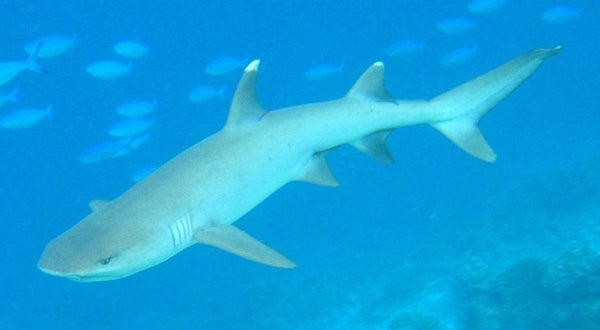 Sharks Rep Hurt By Scary Theme Music Scientific American Blog Network sharks-rep-hurt-by-scary-theme-music-scientific-american-blog-network