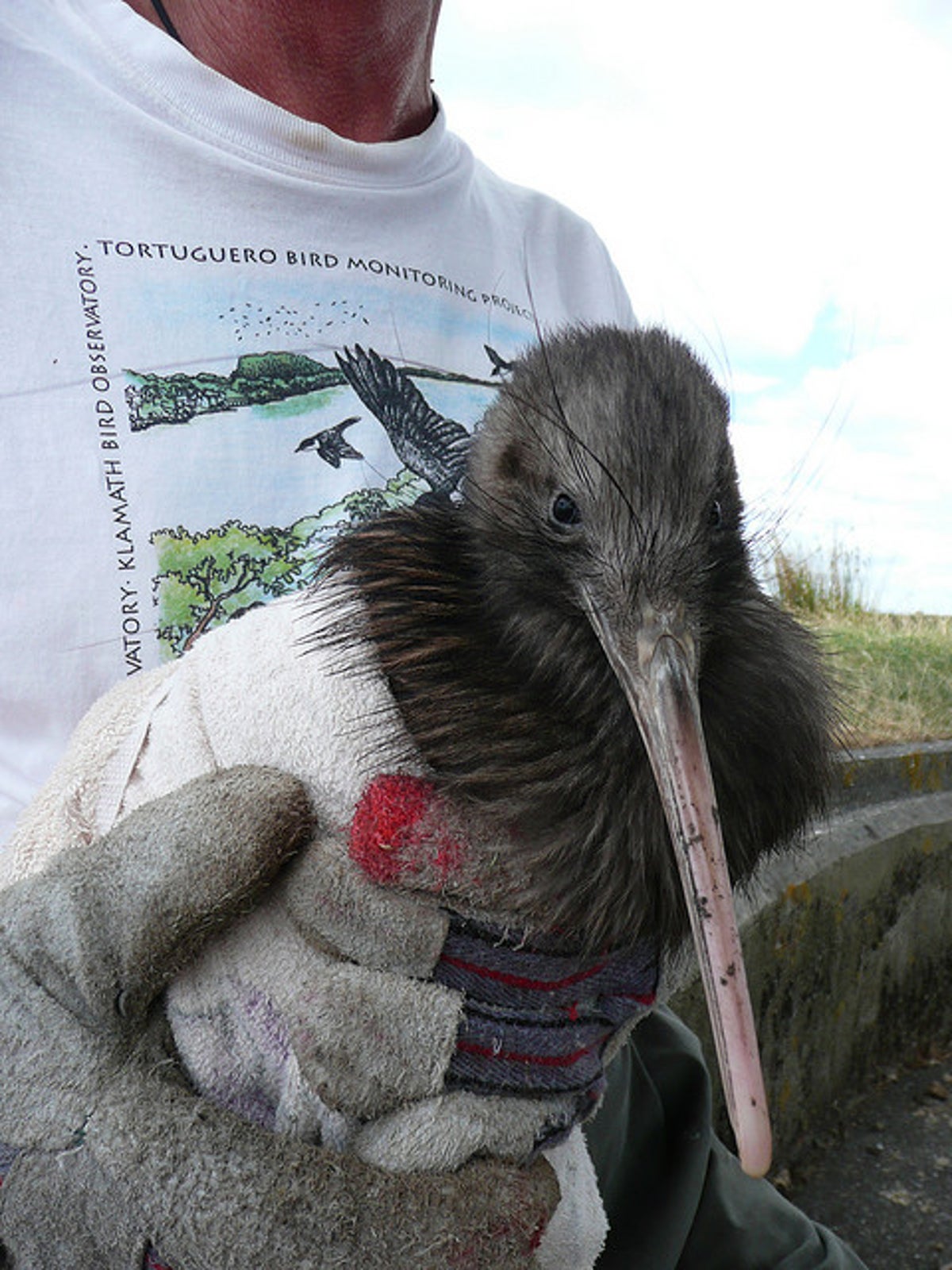 $1 Million More a Year Could Save Kiwi Birds from Extinction ...