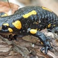 U.S. Salamanders Threatened by Deadly Fungus - Scientific American
