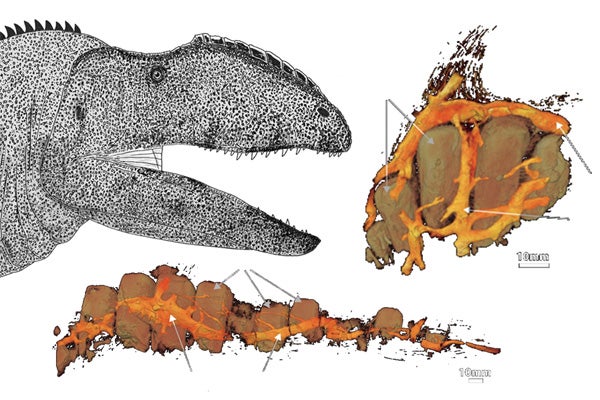 The Sensitive Face of a Big Predatory Dinosaur - Scientific American ...