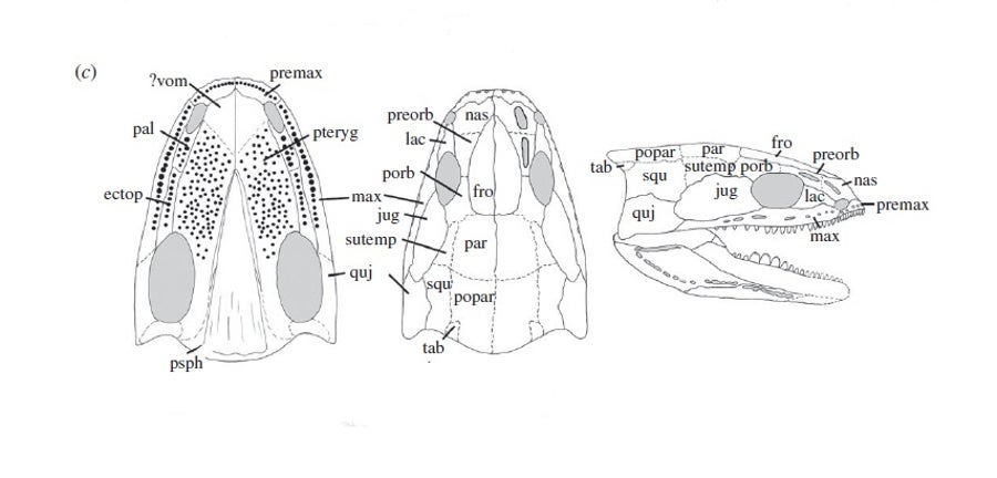 Dawn of the Crunch | Scientific American