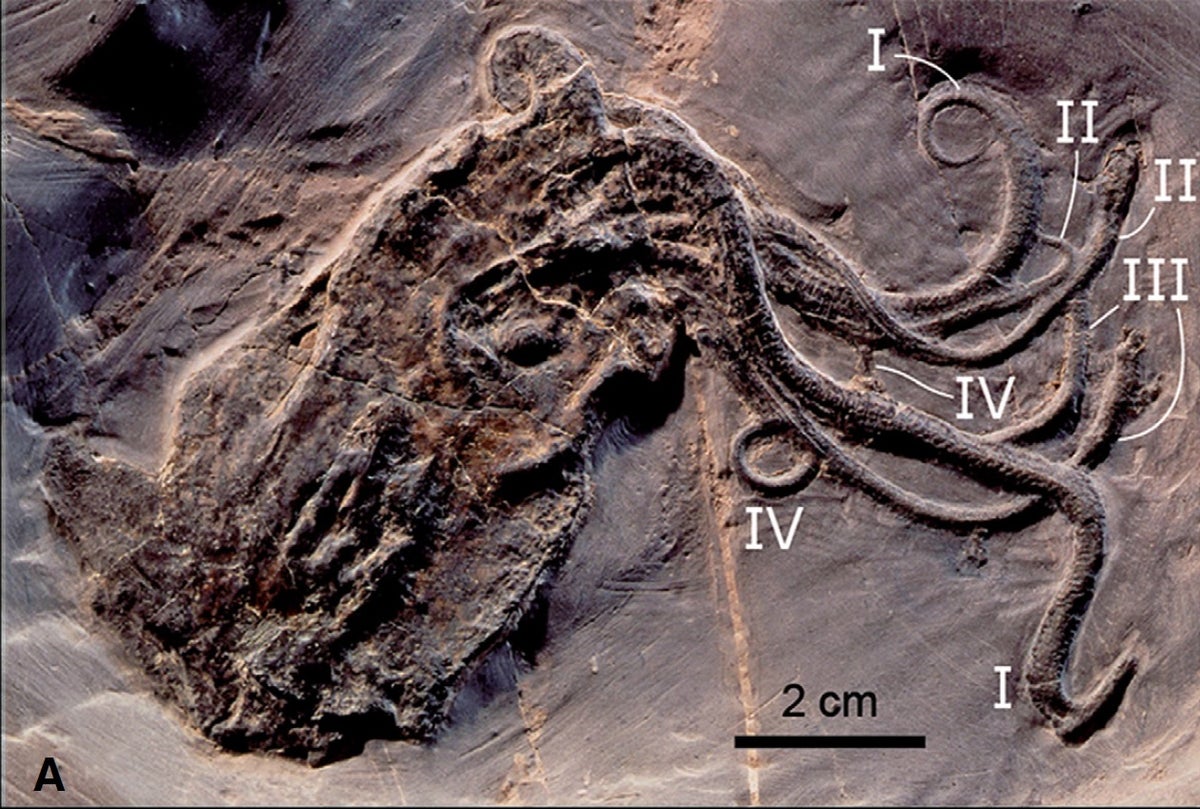 Fossil Octopus Is a Jurassic Jewel | Scientific American