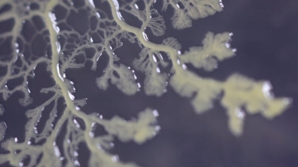 Slime Mold Microscope