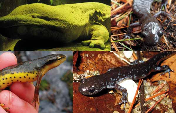 THE AMAZING WORLD OF SALAMANDERS - Scientific American Blog Network