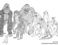 Love among the Primates - Scientific American