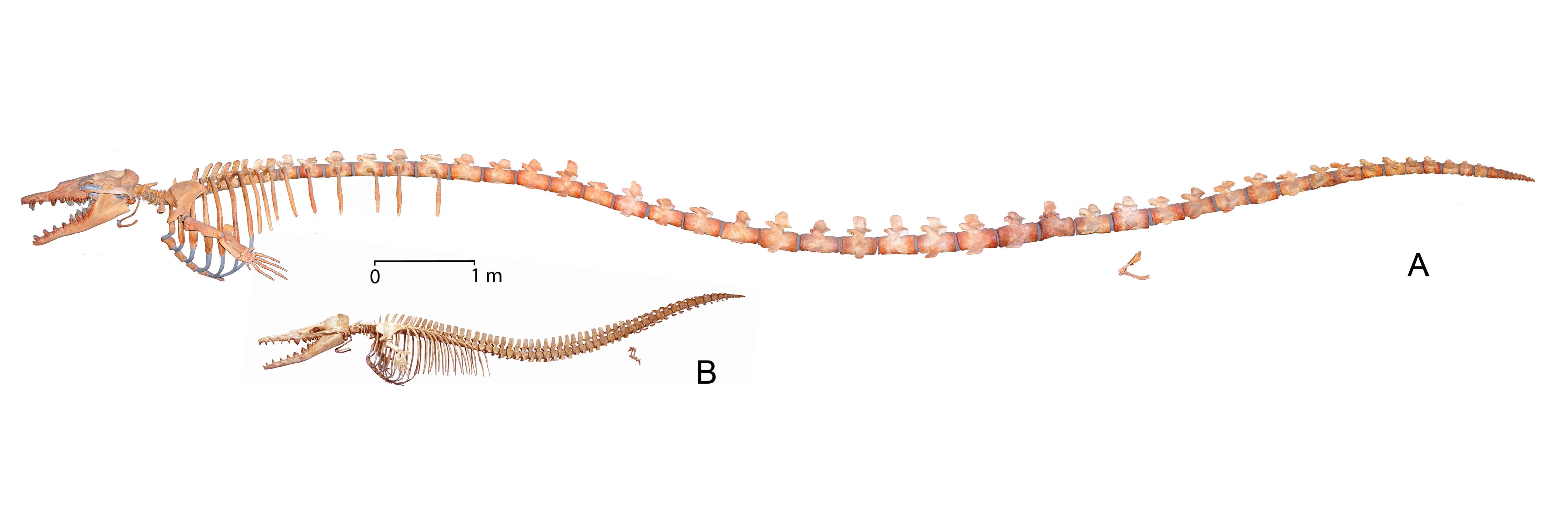 Ichthyosaurus teeth are metal : r/natureismetal