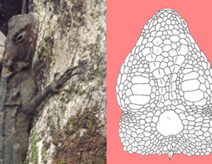 The Tropidurine Treerunners - Scientific American Blog Network