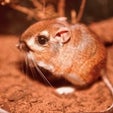 Giant Tree-Dwelling, Coconut-Eating Rat Species Discovered - Scientific ...