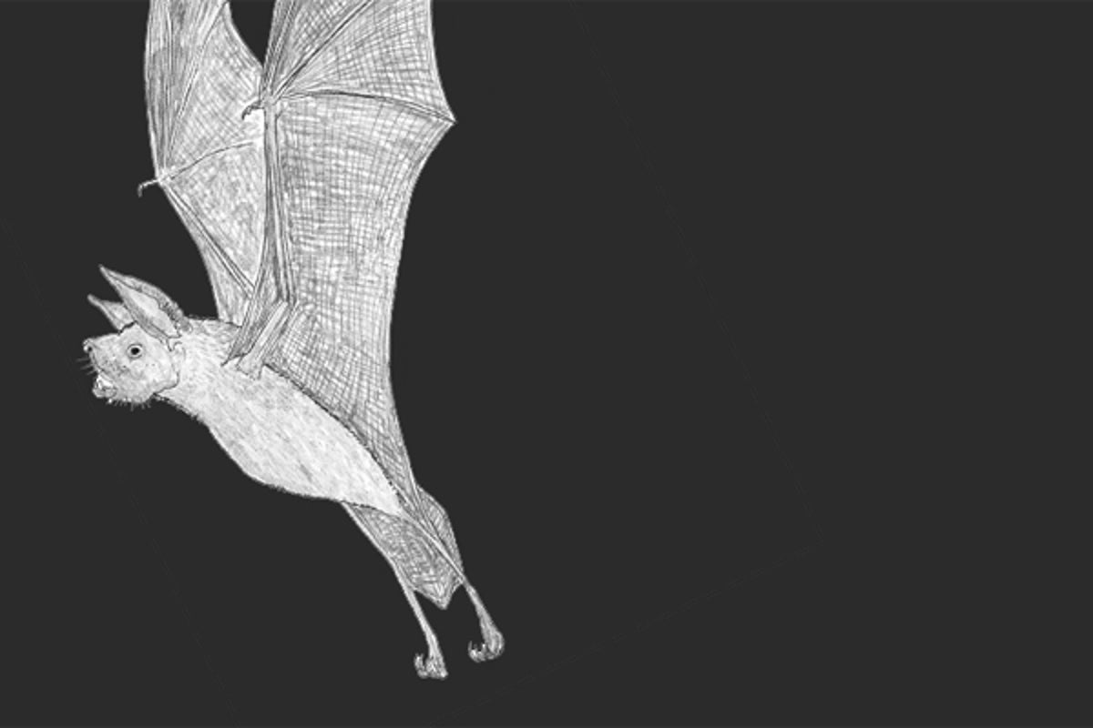 Fossil Bat Stories, Part 3: Bulldog Bats | Scientific American
