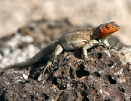 Robot Lizards Used to Address Evolutionary Questions - Scientific ...