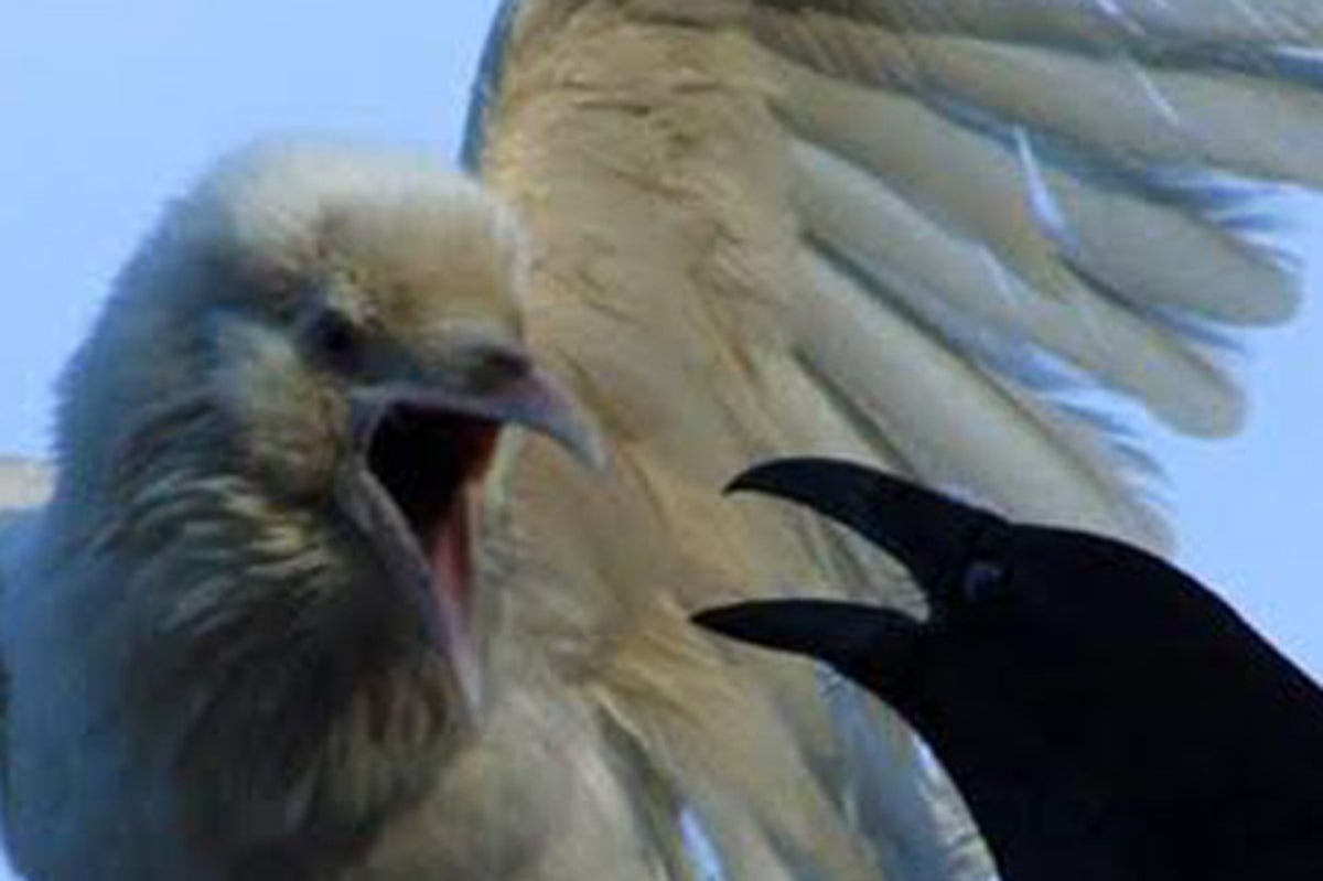 Jasper, the Leucistic Raven | Scientific American