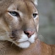 Pumas React to Humans like Prey - Scientific American