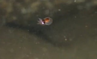 Octopus Babies Hatch by the Thousands, Captured on Video - Scientific ...