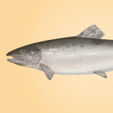 Farmed and Dangerous? Pacific Salmon Confront Rogue Atlantic Cousins ...
