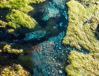 Stories by Victoria Christensen News and Research - Scientific American