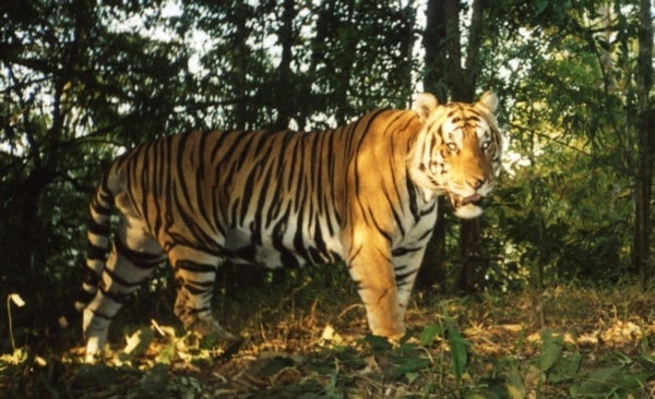 Tigers Have Just 1 Safe Habitat in Southeast Asia - Scientific American ...