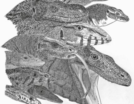 Monitor musings, varanid variables, goannasaurian goings-on… it's about ...
