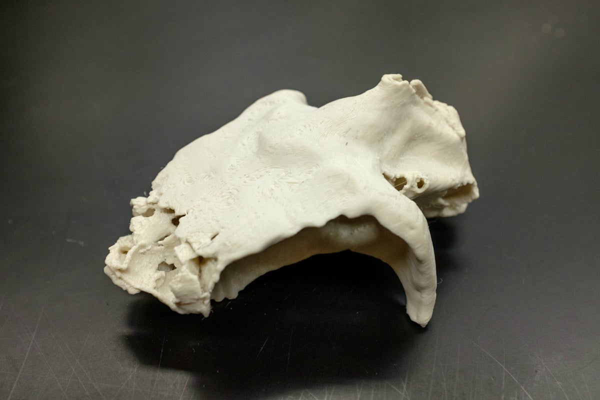 Fossil Rewrites Ratfish History | Scientific American