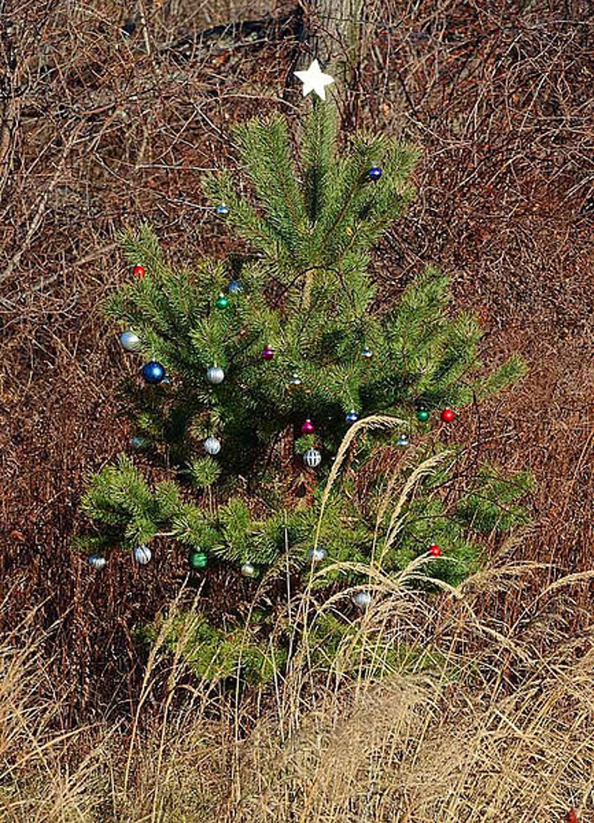 The Sex Life of Christmas Trees | Scientific American