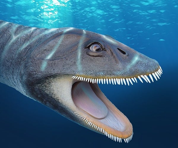 Plesiosaur