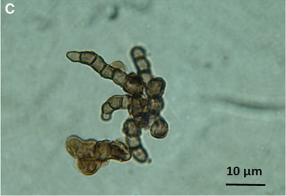 Fungi in Space! | Scientific American