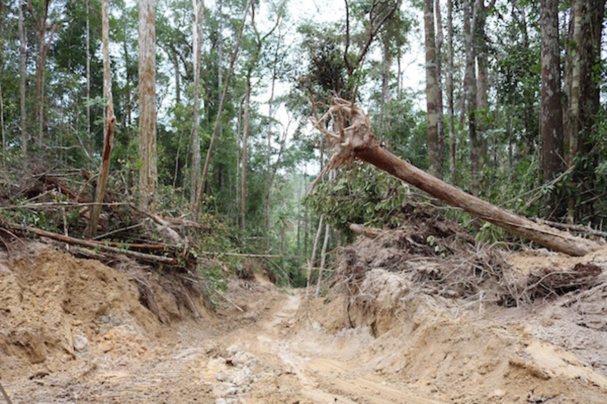 Signs of Hope for Nature in a Rapidly Degrading World | Scientific American