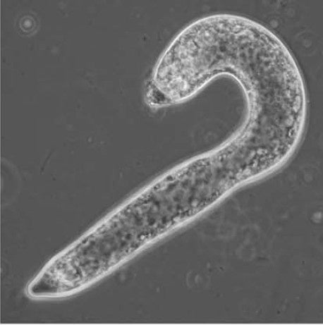 Wonderful Things: Amoebas That Grow into Candy Canes - Scientific ...