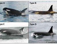 Stories by Bec Crew - Scientific American