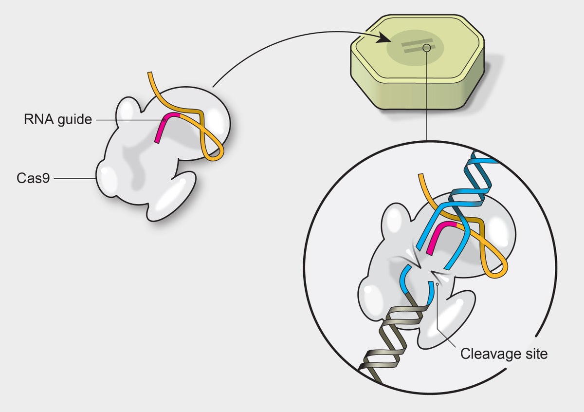 A Visual Guide to Genetic Modification | Scientific American