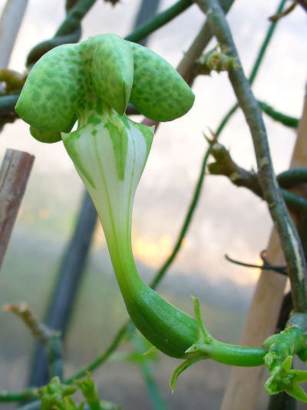 How the Parachute Flower Commits Fraud [Video] | Scientific American