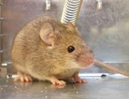 Mice Will Approach Another Mouse in Pain, But Only When He's Top Mouse ...