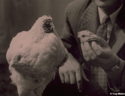Meet Miracle Mike, the Colorado Chicken who lived for 18 months without ...