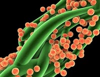 Stories by Man Wah Tan News and Research - Scientific American