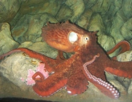 Why Tracy Morgan’s Pet Octopus Should Be a Dog - Scientific American ...