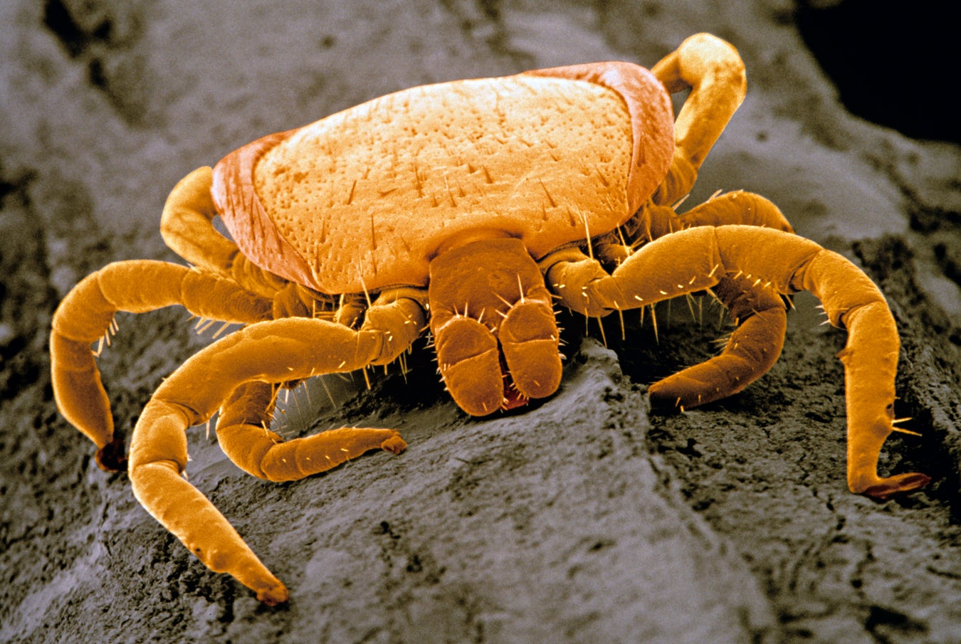 It's Time to Get Serious about Tick-Borne Diseases | Scientific American