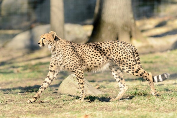 Can the Cheetah Outrun Extinction? - Scientific American Blog Network