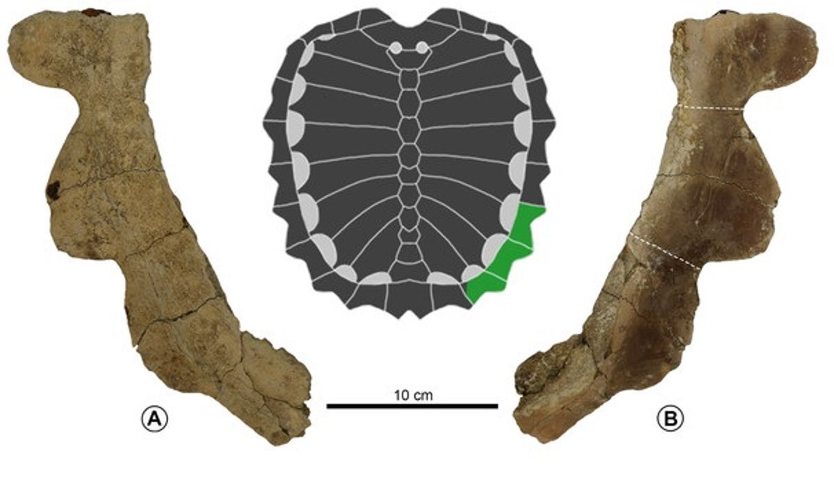 Sawback Turtle Gets a New Look | Scientific American