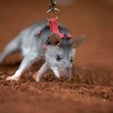 Giant Tree-Dwelling, Coconut-Eating Rat Species Discovered - Scientific ...