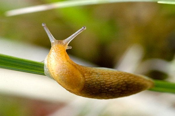 Nematodes Use Slugs Like Buses ... and Maybe Cruise Ships - Scientific ...