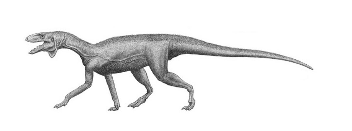 New Proto-Dinosaur Found in Colorado | Scientific American