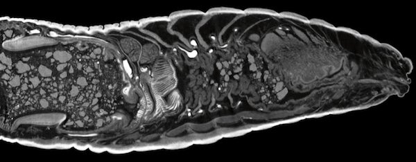 Virtual Dissection Method Could Reinvigorate Zoology Scientific virtual-dissection-method-could-reinvigorate-zoology-scientific