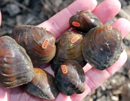 Nearly Extinct Mussel Gets One Last Chance at Survival - Scientific ...
