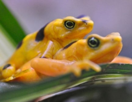 Sunday Species Snapshot: Panamanian Golden Frog - Scientific American ...